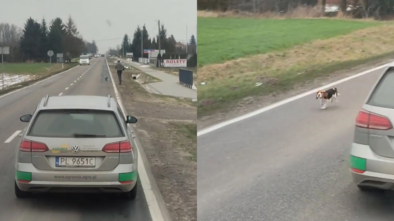 Biegł za psem po drodze. Wokół jeździły samochody - BOOP.PL